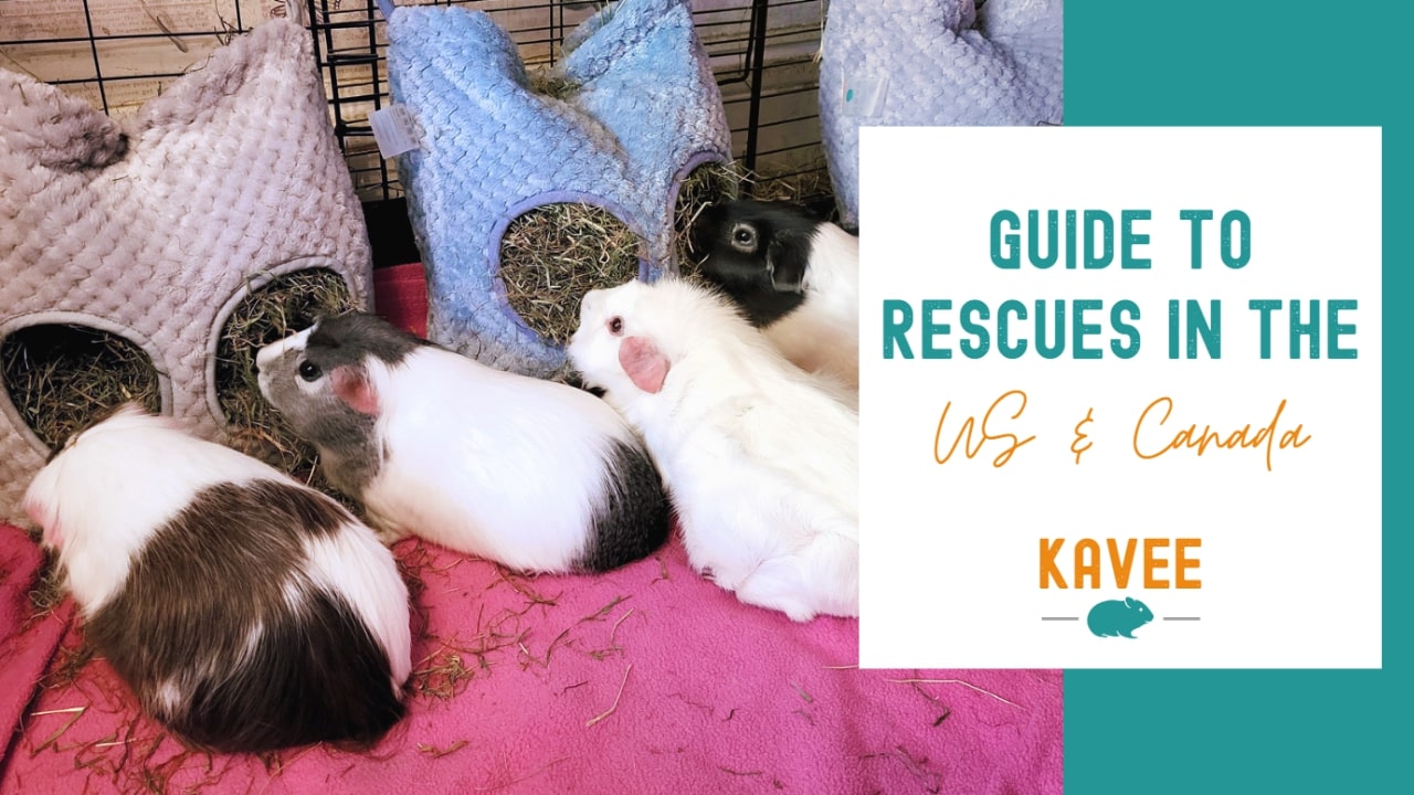 Guide of Guinea Pig Rescues in the US and Canada | Kavee