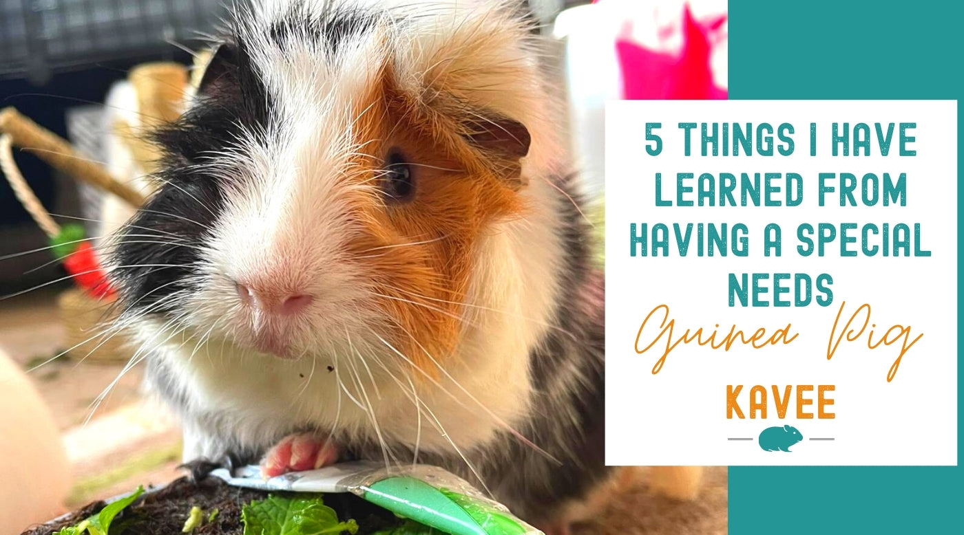 5 things I have learned from having a special-needs guinea pig