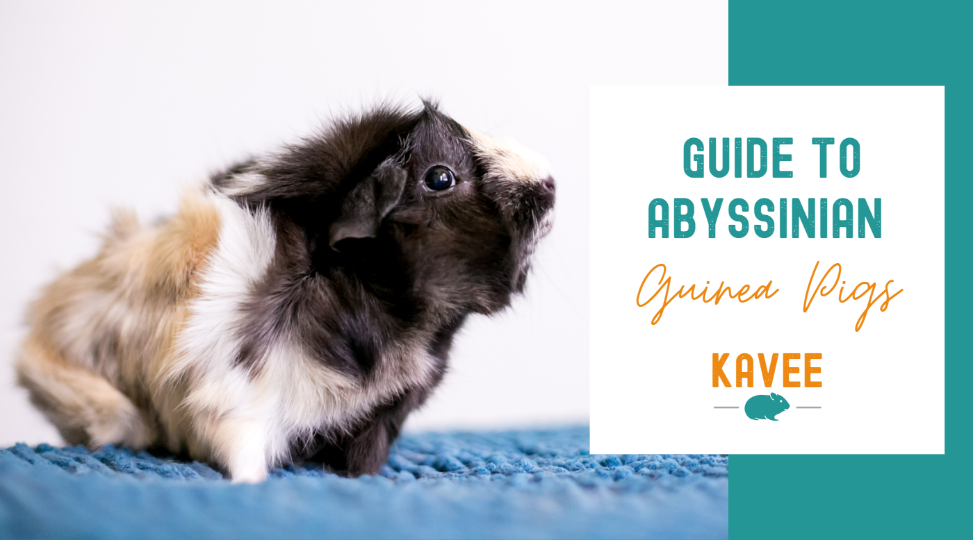 The Best Guide to Abyssinian Guinea Pigs | Kavee