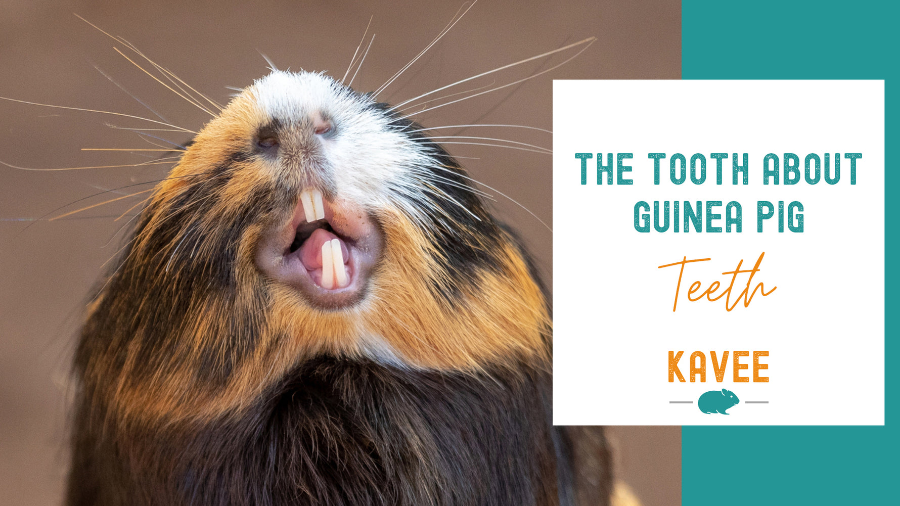 Guinea Pig Teeth | Guide to Guinea Pig Teeth Problems