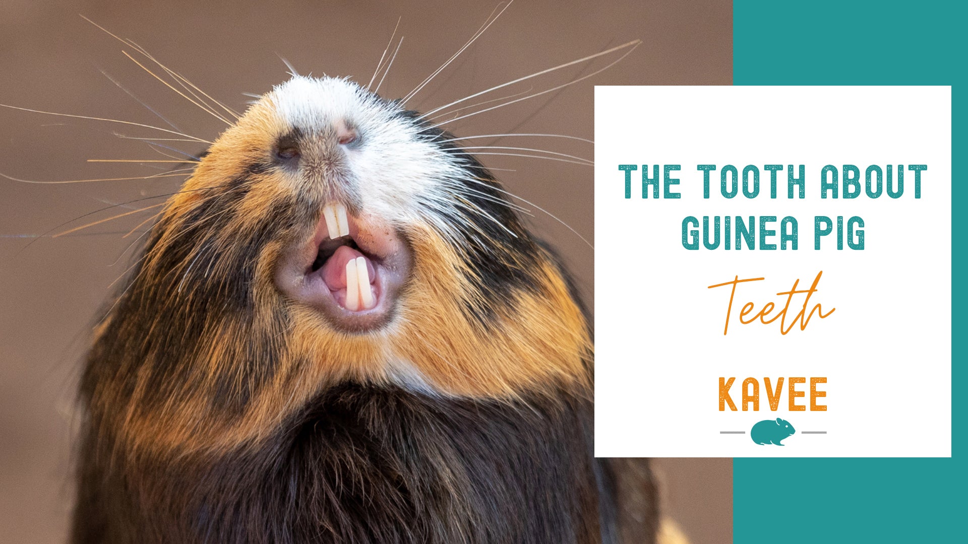Guinea Pig Teeth | Guide to Guinea Pig Teeth Problems