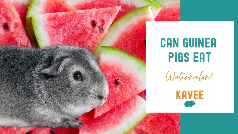 How to Care for Baby Guinea Pigs