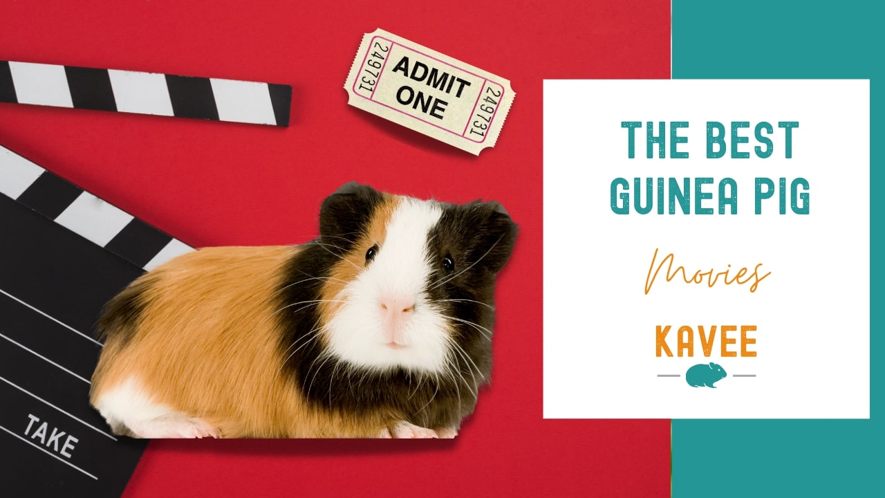 Top 5 Movies with Guinea Pigs