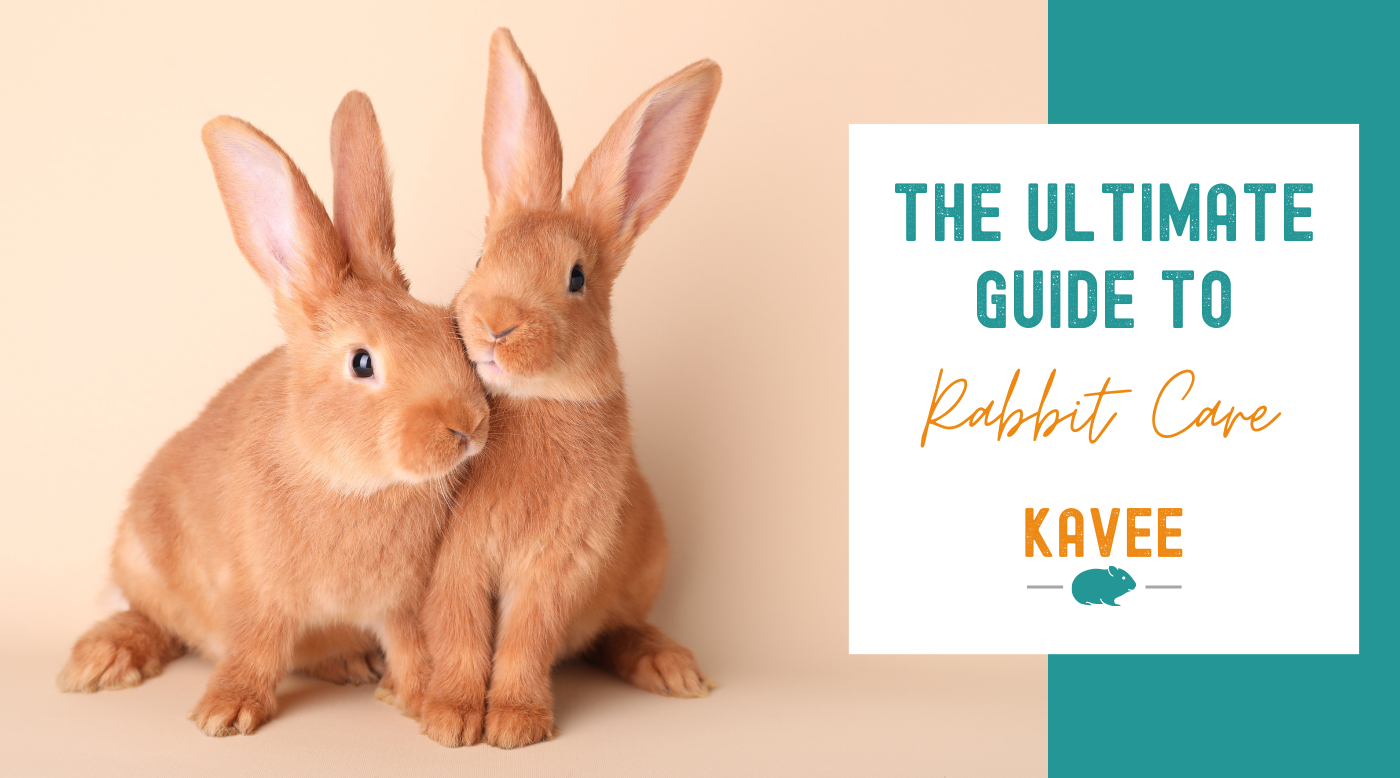 Mastering Rabbit Care: An All-Inclusive Guide to Your Pet's Well-Being