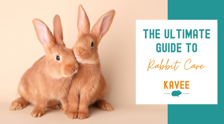 Mastering Rabbit Care: An All-Inclusive Guide to Your Pet's Well-Being