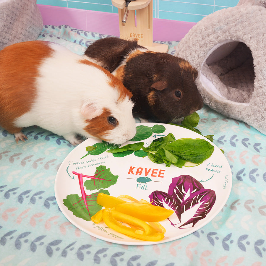 C&C Cages and Fleece Liners for Guinea Pigs & Rabbits | Kavee USA