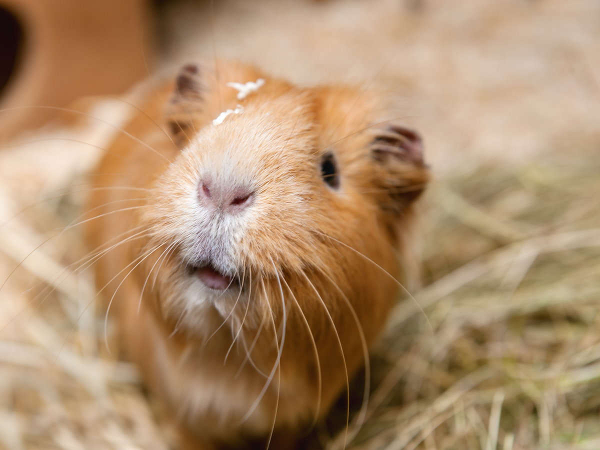 C and C Rabbit Cage - coroplast & panel grids | Kavee C&C Cages USA