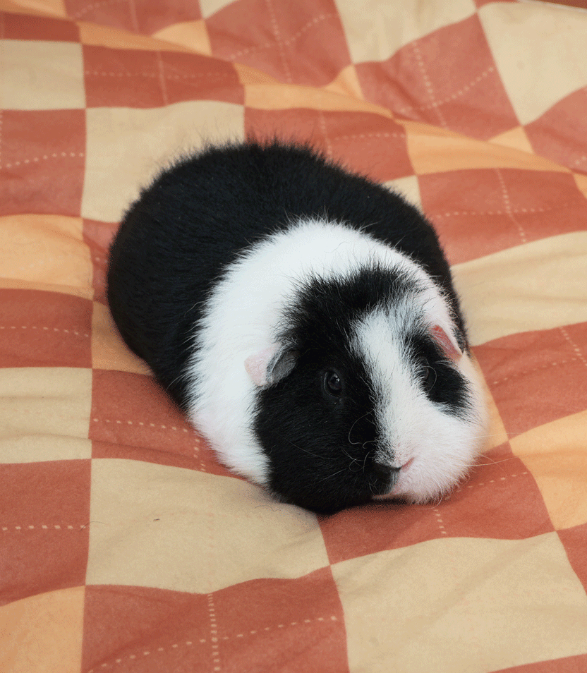The US Leader for Guinea Pig Products | Kavee USA