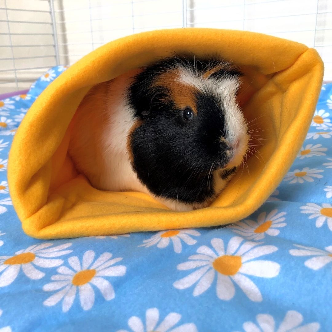Daisy Sleep Sack for Guinea Pigs - C&C Cages Accessories Kavee USA